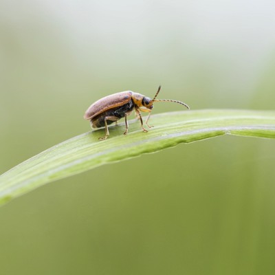 How Government-Released Beetles Invaded a Portland, Oregon Neighborhood ...