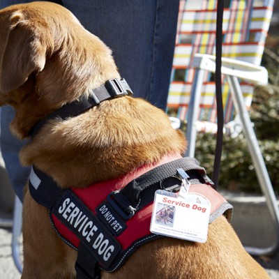 Another State Cracking Down on Fake Service Dogs - Route Fifty