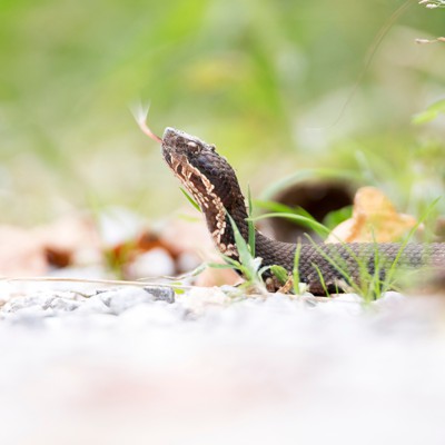 Warm Weather Prompts Snake Warnings Throughout the U.S. - Route Fifty