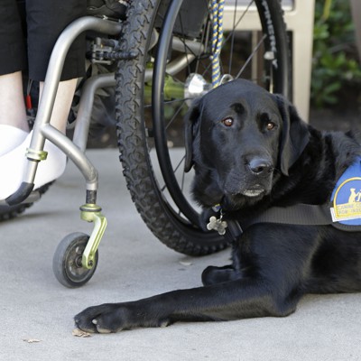 Cracking Down on Fake Service Dogs - Route Fifty
