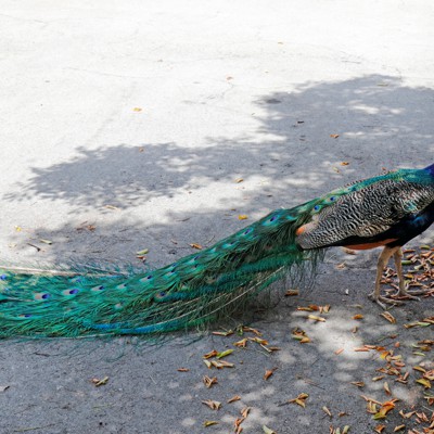 Poop, Screams and Divebombing Birds: How One City Plans to Deal With a ...