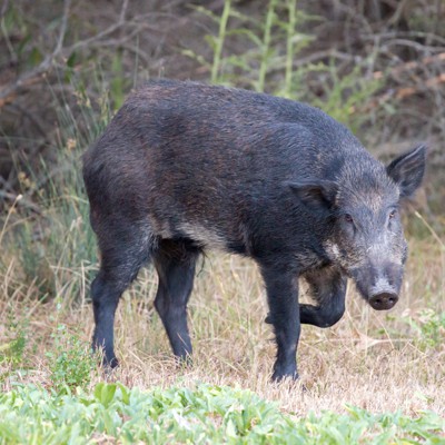 Hunting Destructive Feral Hogs Saves Livestock and Property—and ...