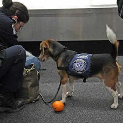 Health monitoring for K9 workers - Route Fifty