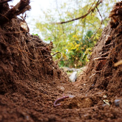 An Invasive 'Jumping' Worm Spreads in the US, Threatening Forests ...