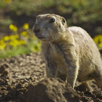 A State Wildlife Agency That's Winning at Twitter - Route Fifty