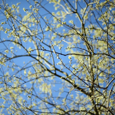 Warming Temperatures Trigger Earliest Spring on Record in Parts of ...