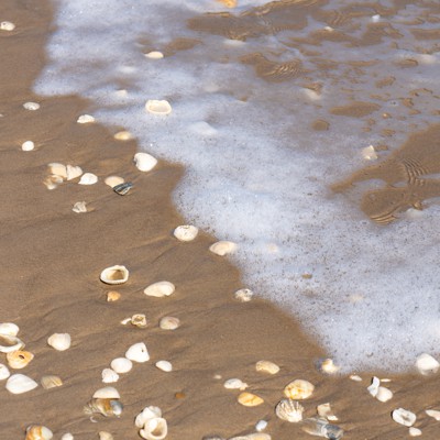 A new solution for flood-prone cities? Concrete made from shellfish ...