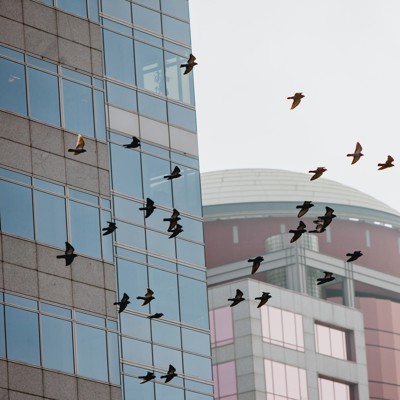 As deadly bird collisions with buildings mount, cities look for ...